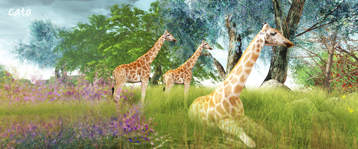 Caye Verte – Nature Preserve – Cait's World